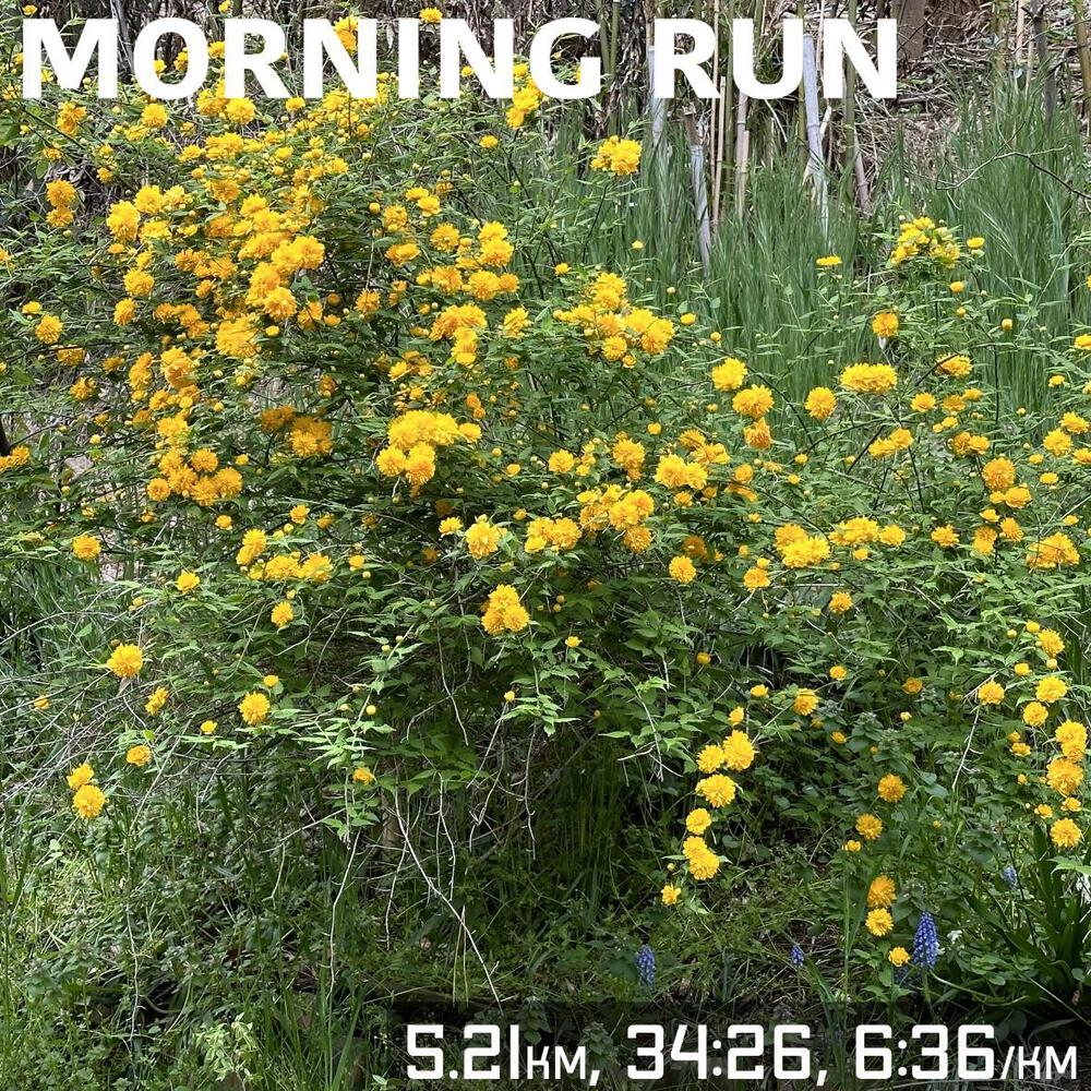 家の裏の山吹。 もう一つ、... | ラントリップ